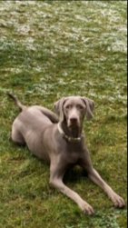 Anspringen abgewöhnen